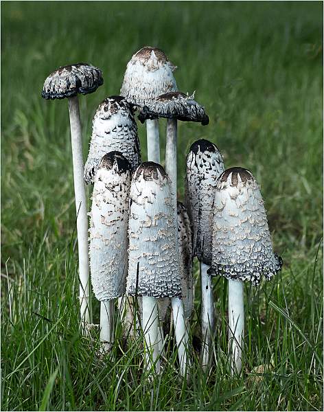 2014 Exhibition/Projected Images/Cup Winners/Austin Farrar Cup - Set of ...